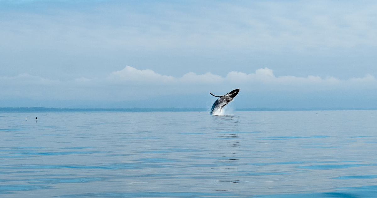 Whale See You Next Season - Alaskan Anglers Inn